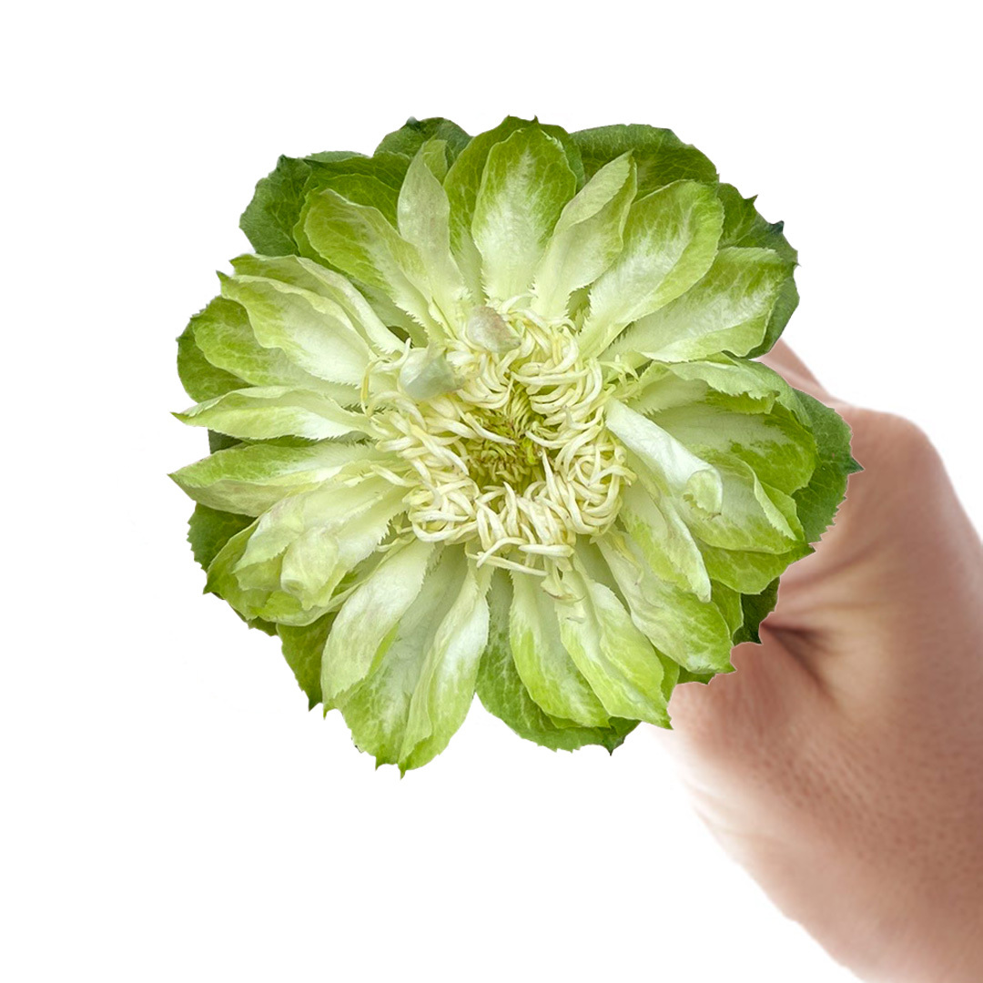 Veggie – Agrinag